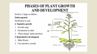 PLANT GROWTH ANALYSIS FOR THE AGRICULTURE STUDENTS | PPTX