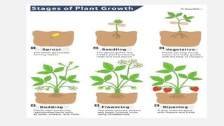 PLANT GROWTH ANALYSIS FOR THE AGRICULTURE STUDENTS | PPTX