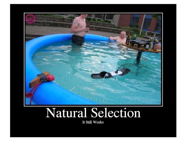 Genetic Programming In Python Odp