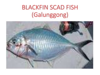 Presentation 1[1] | PPT