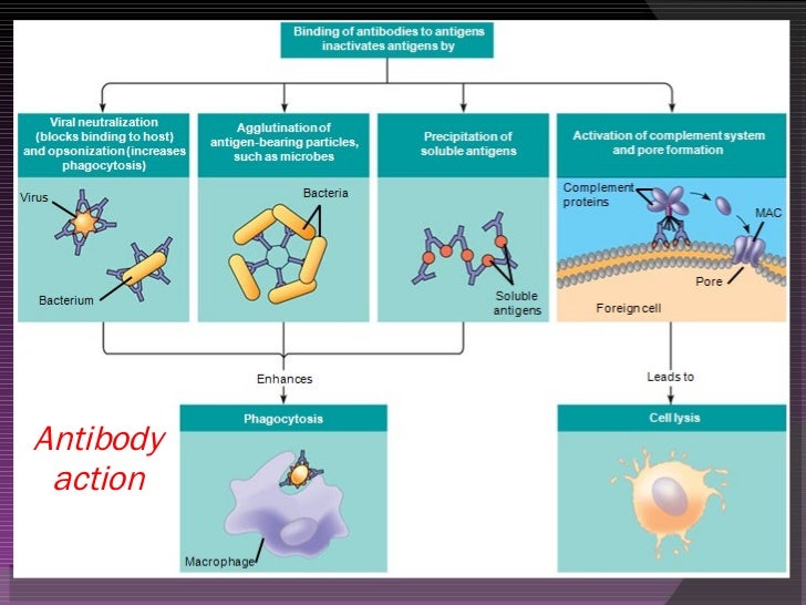 Presentation 11 - Immunity