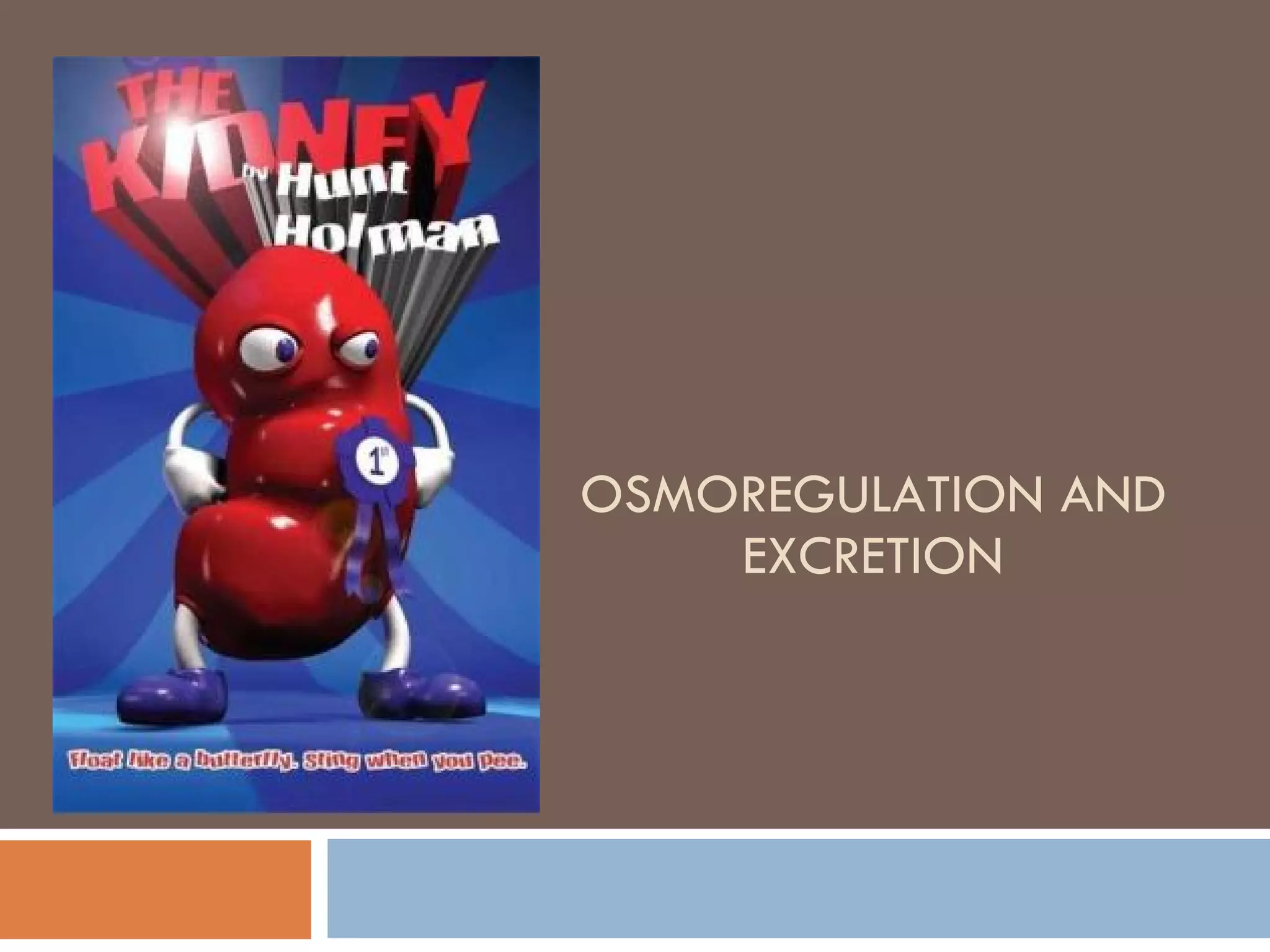 Presentation 12 - Osmoregulation And Excretion | PPT