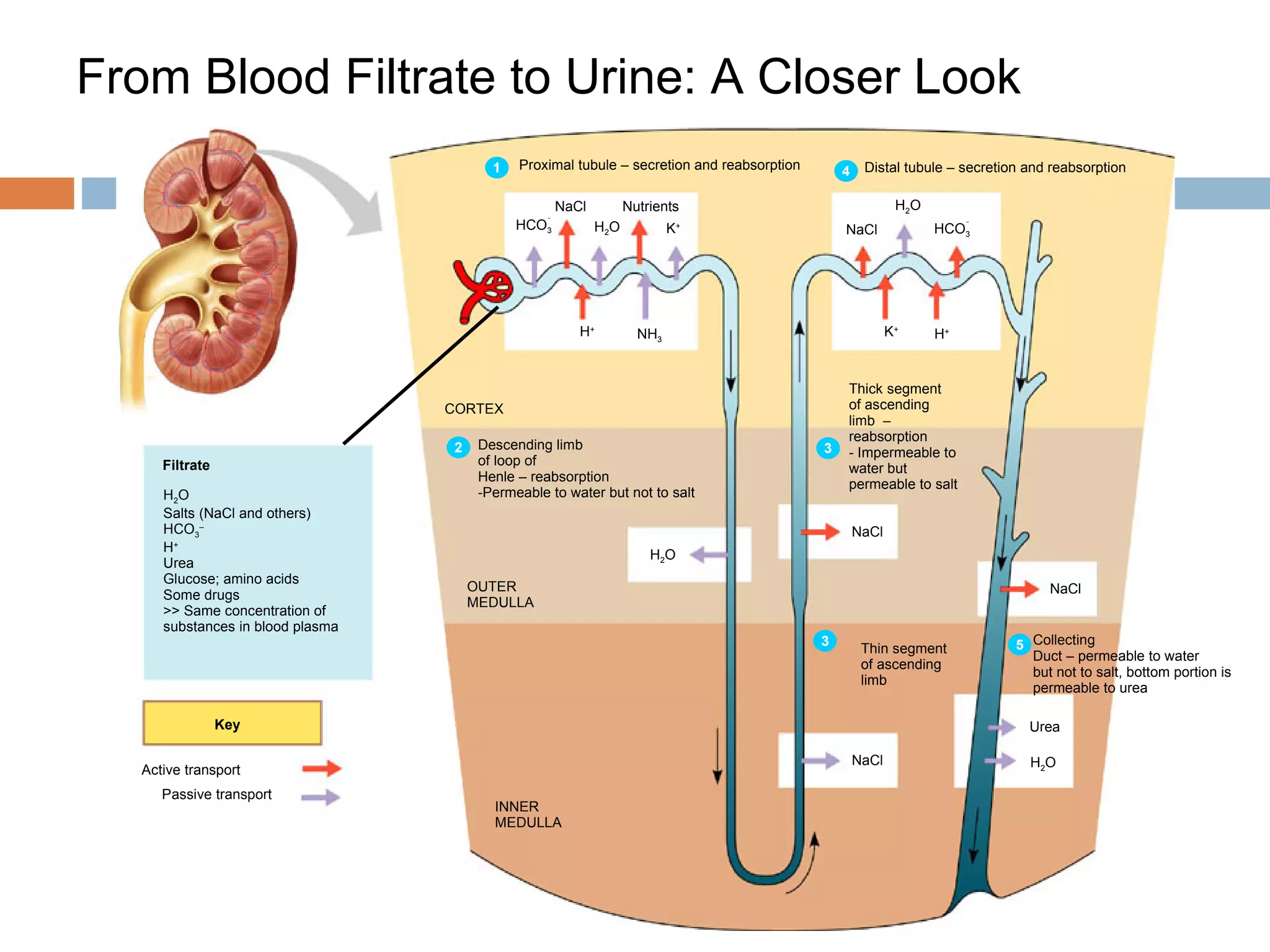 Presentation 12 - Osmoregulation And Excretion | PPT