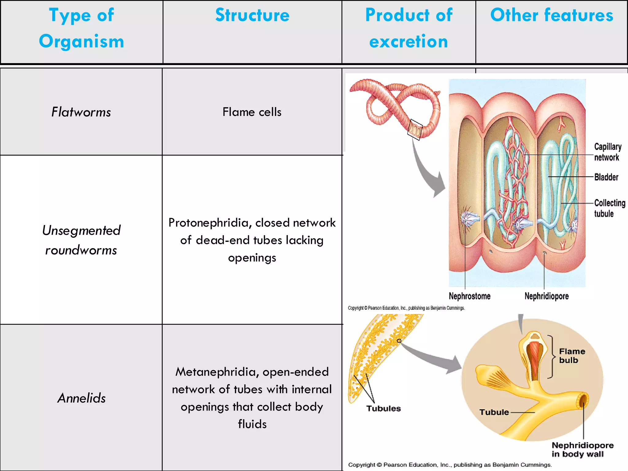 Presentation 12 - Osmoregulation And Excretion | PPT