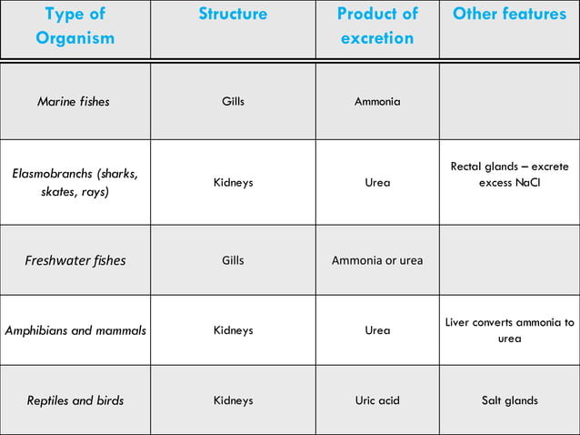 Presentation 12 - Osmoregulation And Excretion | PPT
