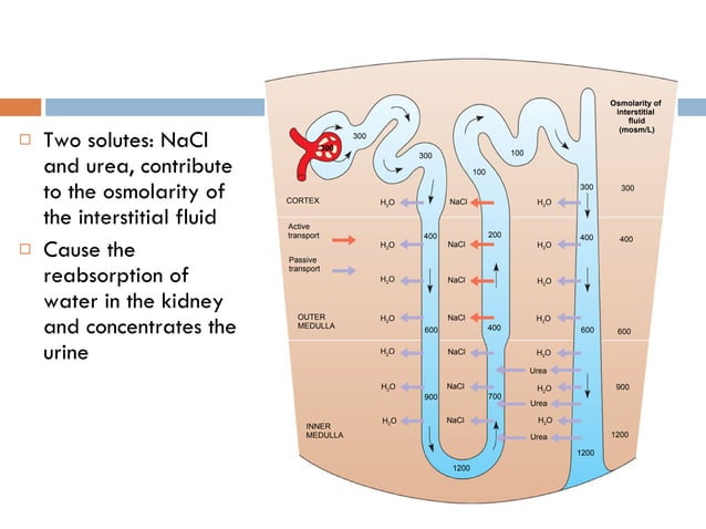 Presentation 12 - Osmoregulation And Excretion | PPT