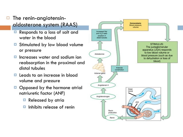 Presentation 12 - Osmoregulation And Excretion | PPT