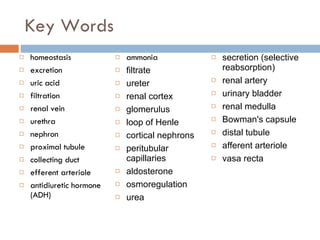 Presentation 12 - Osmoregulation And Excretion | PPT