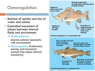 Presentation 12 - Osmoregulation And Excretion | PPT