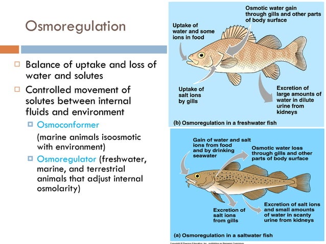 Presentation 12 - Osmoregulation And Excretion | PPT
