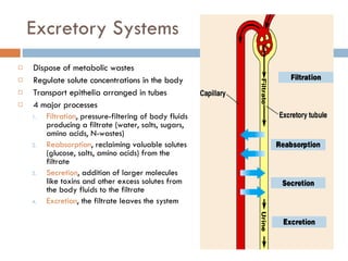 Presentation 12 - Osmoregulation And Excretion | PPT