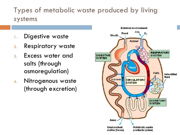 Quia Ap Bio Osmoregulation And Excretion Nitrogenous Waste From ...