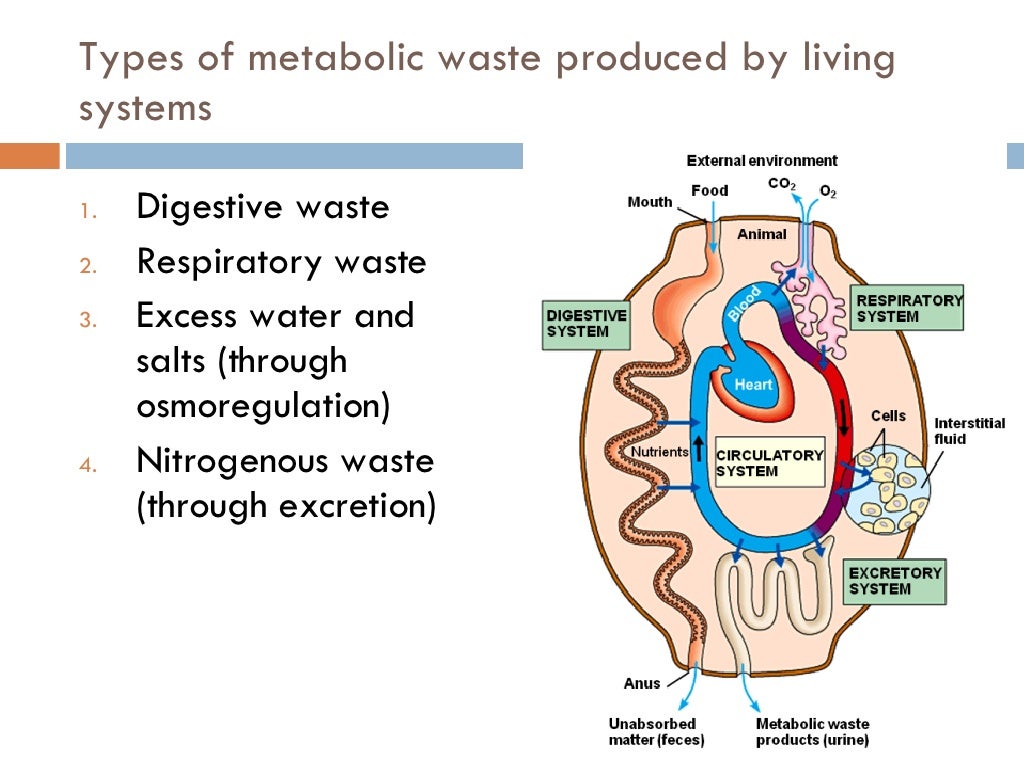 Quia Ap Bio Osmoregulation And Excretion Nitrogenous Waste From ...