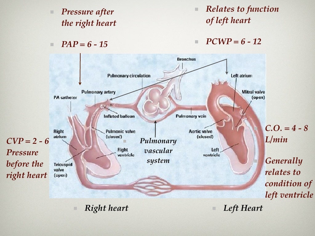 Hemodynamics and Shock