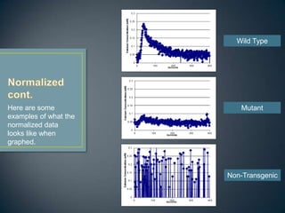 Molecular mapping of an ATP insensitive Arabidopsis thaliana mutant | PPTX