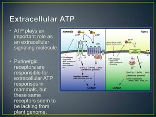 Molecular mapping of an ATP insensitive Arabidopsis thaliana mutant | PPTX