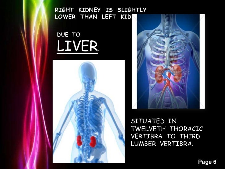 EXCRETORY SYSTEM OF MAN