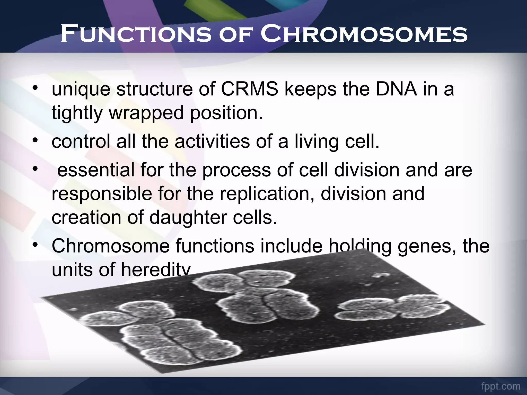 DNA & Chromosomes | PPT
