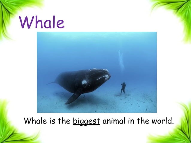 ENGLISH YEAR 3 | PPT