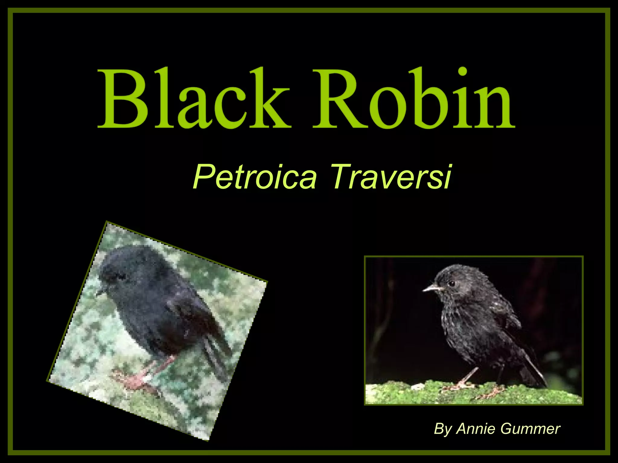 Black Robin-Inquiry | PPT