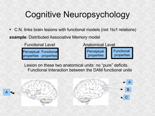 Cognitive Neuropsychology and Functional Brain Imaging: Implications ...