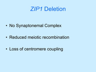 Kinetochore and Zip1 | PPT