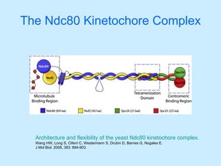 Kinetochore and Zip1 | PPT