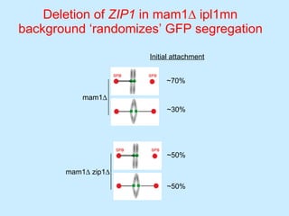 Kinetochore and Zip1 | PPT