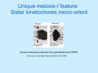 Kinetochore and Zip1 | PPT