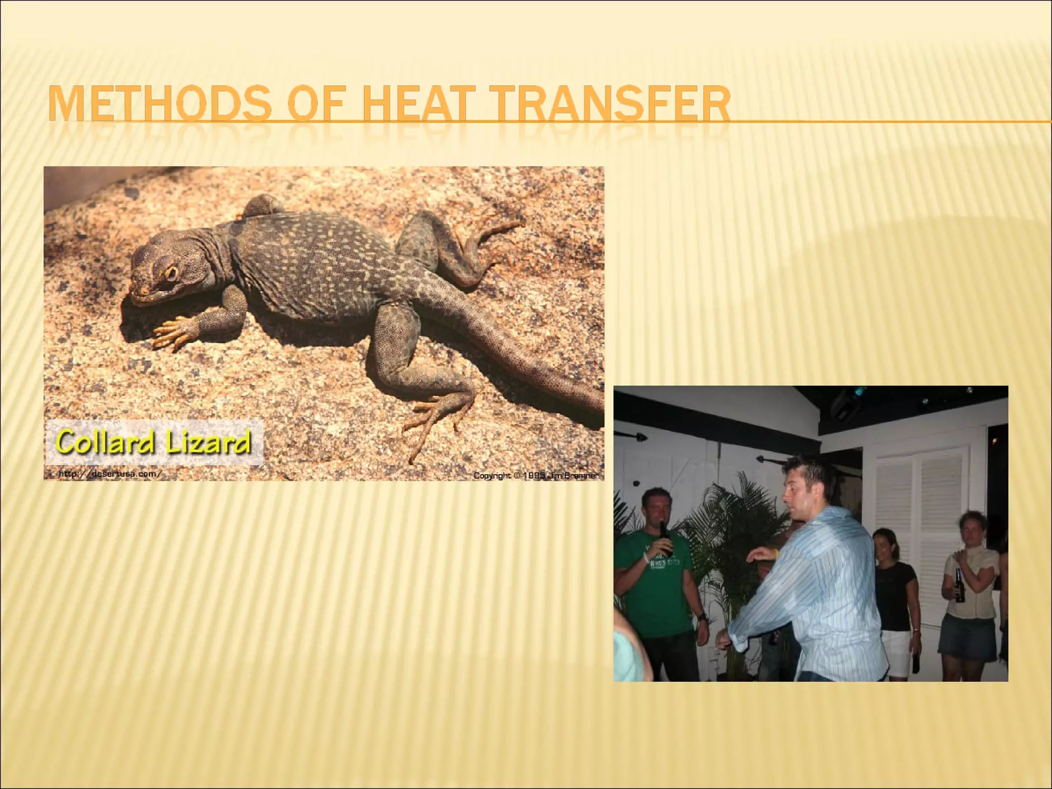 Presentation 13 - Thermoregulation And The Integumentary System | PPT