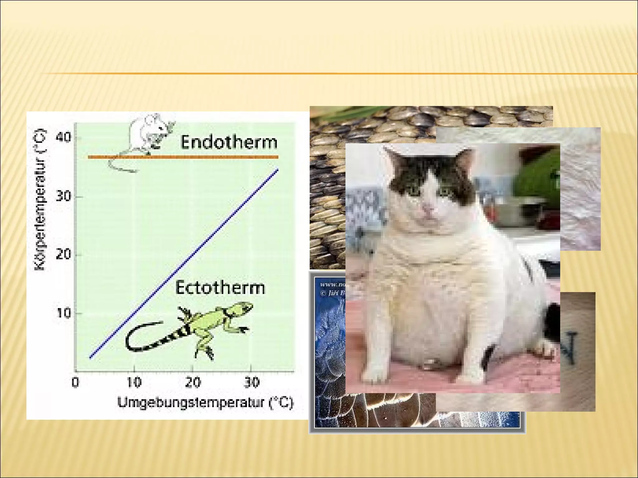 Presentation 13 - Thermoregulation And The Integumentary System | PPT