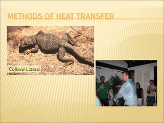 Presentation 13 - Thermoregulation And The Integumentary System | PPT