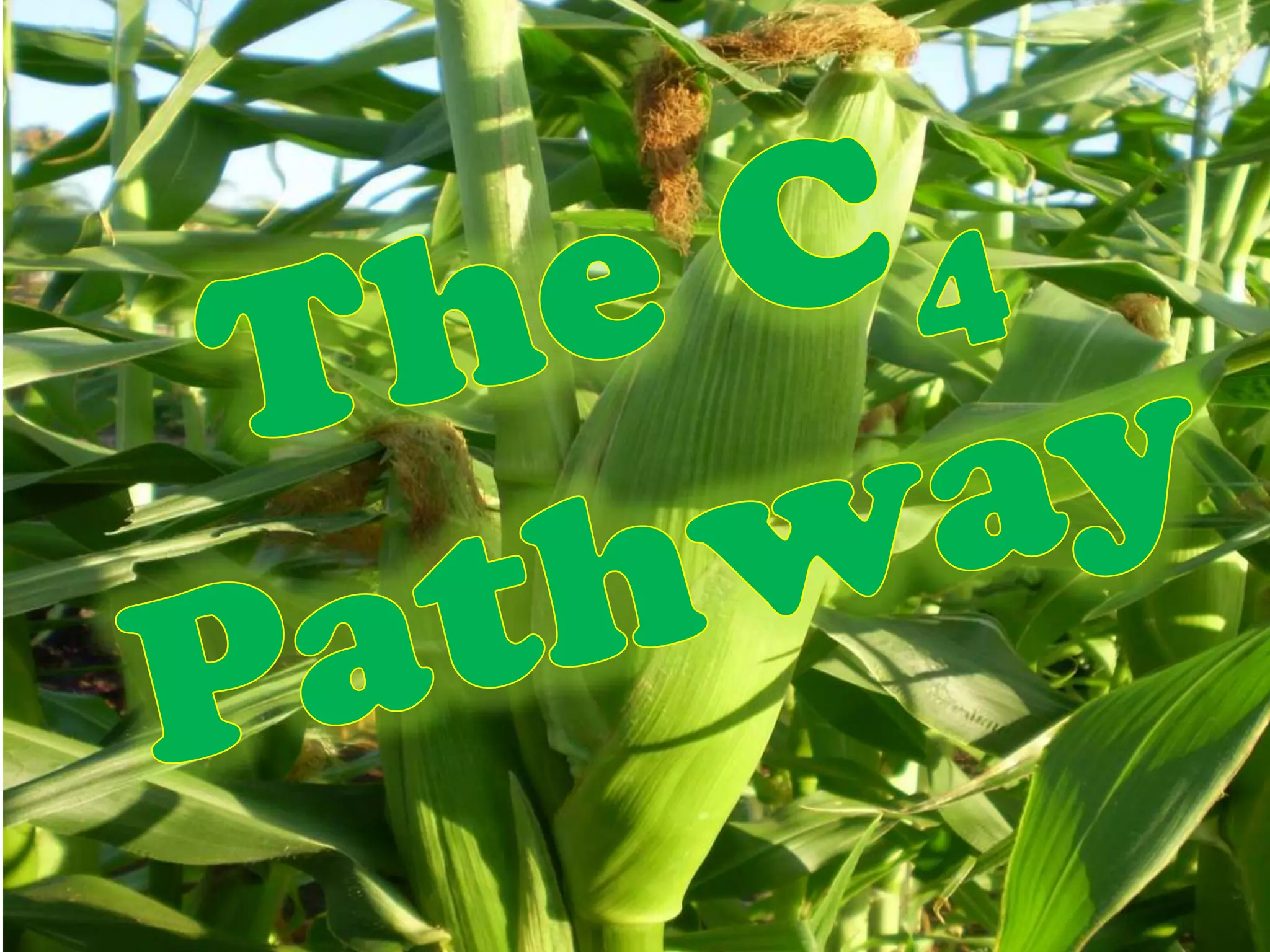 The C4 pathway | PPTX