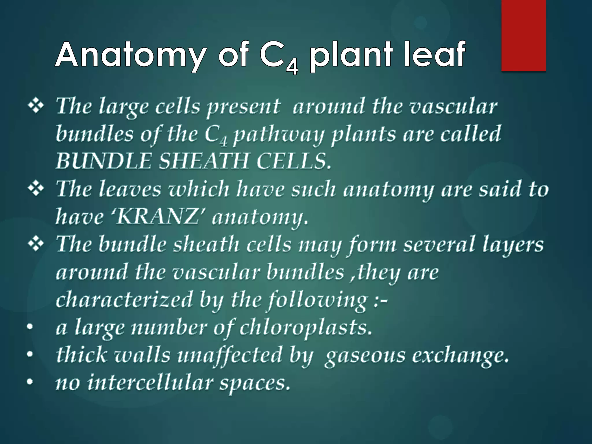 The C4 pathway | PPTX