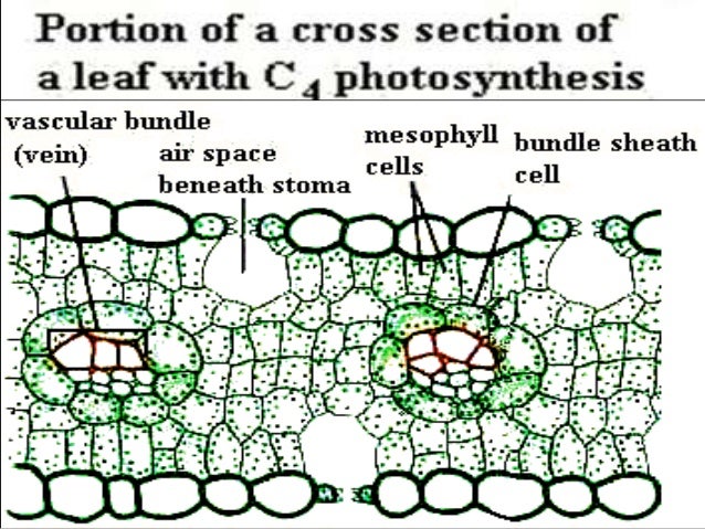 C4 Photosynthesis Diagram Photosynthesis Part 5: C4 And CAM YouTube
