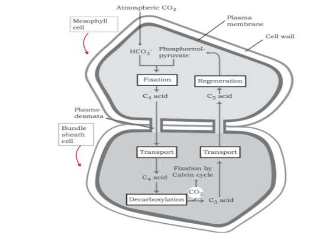 The C4 pathway