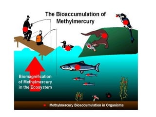 Bioaccumulation Pesticides