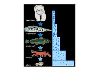 bioaccumulation and | PPT