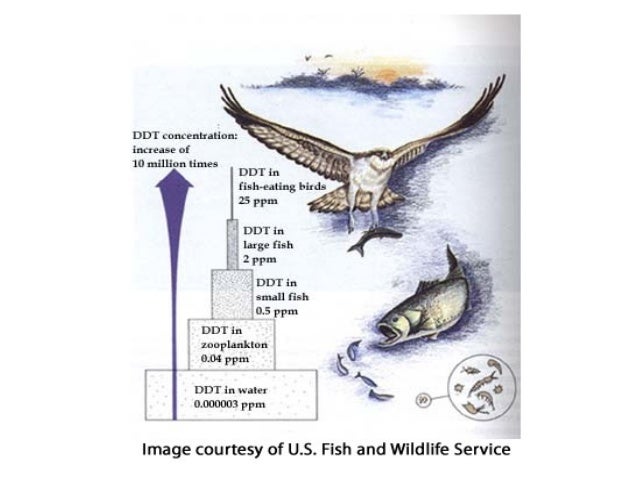 Bioaccumulation Pyramid