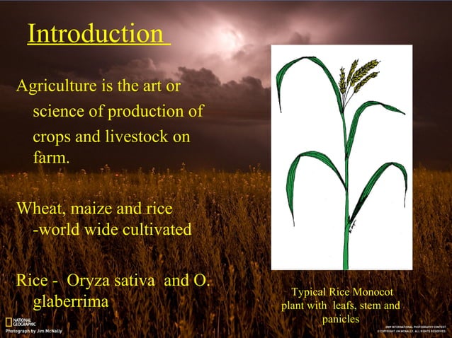 Study on genetic diversity and phylogenetic relationship among eleven traditional varieties of ...