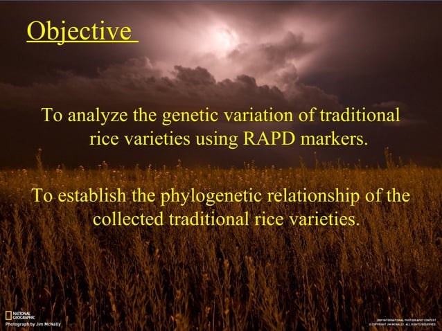Study on genetic diversity and phylogenetic relationship among eleven traditional varieties of ...