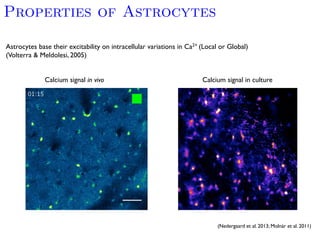 Astrocytes in the Synapse: Nurse or Key-Player? | PDF