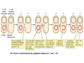 Rolling Circle Model of DNA Replication | PPTX