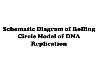Rolling Circle Model of DNA Replication | PPTX