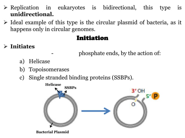 Rolling Circle Model of DNA Replication | PPTX