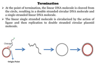 Rolling Circle Model of DNA Replication | PPTX