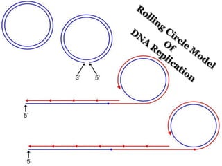 Rolling Circle Replication