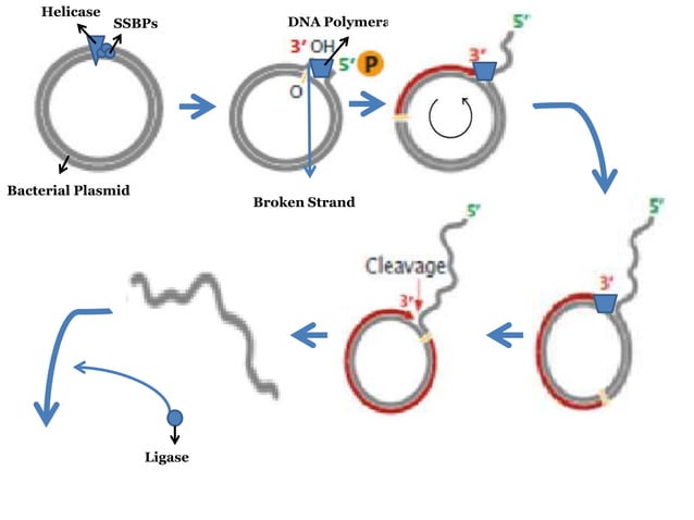 Rolling Circle Model of DNA Replication | PPT