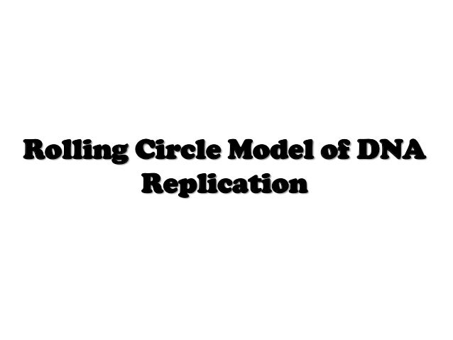 Rolling Circle Model of DNA Replication