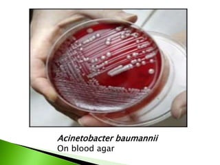 Acinetobacter On Macconkey Agar
